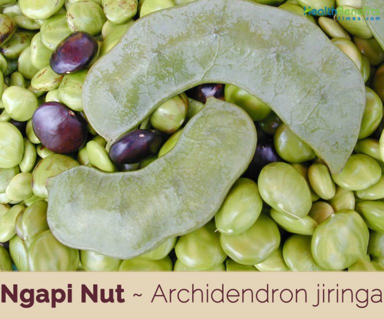 Health benefits of Ngapi Nuts - Health Benefits