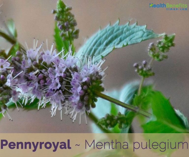 Pennyroyal facts and health benefits | Organic Articles