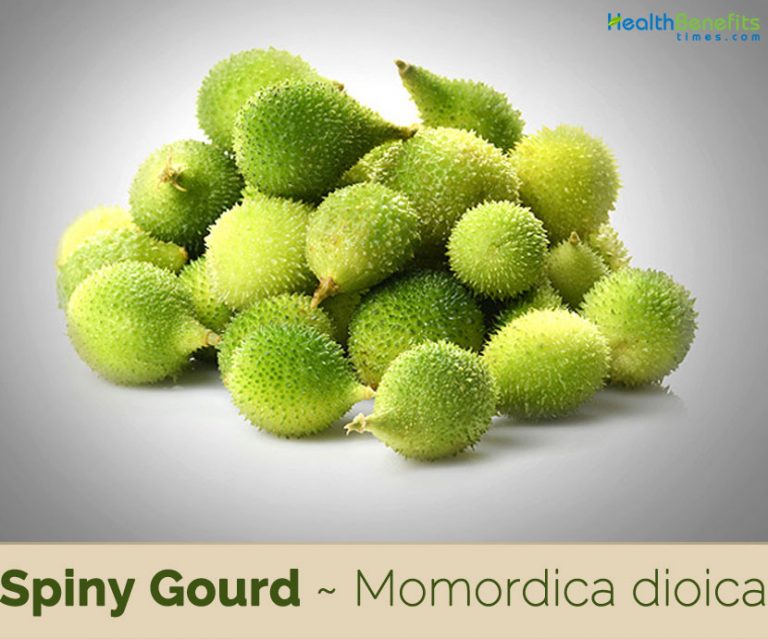 Health benefits of Spiny Gourd - Health Benefits