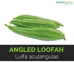 Benefits and uses of Angled Loofah - Health Benefits