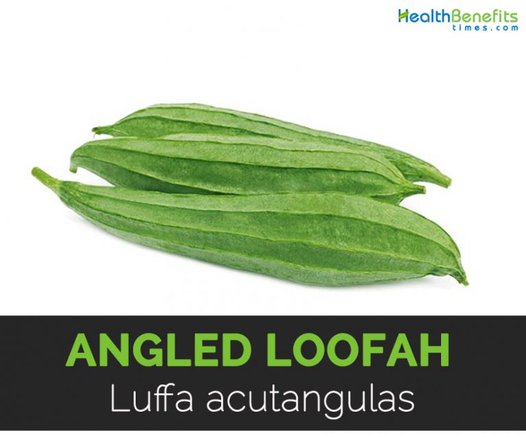 Benefits and uses of Angled Loofah - Health Benefits