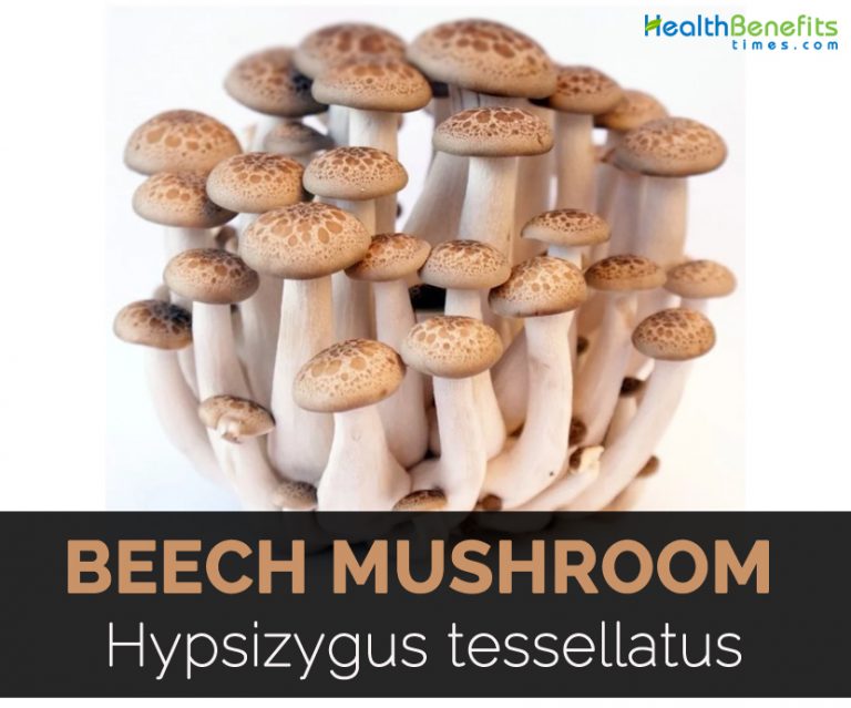 Beech Mushroom uses - Health Benefits