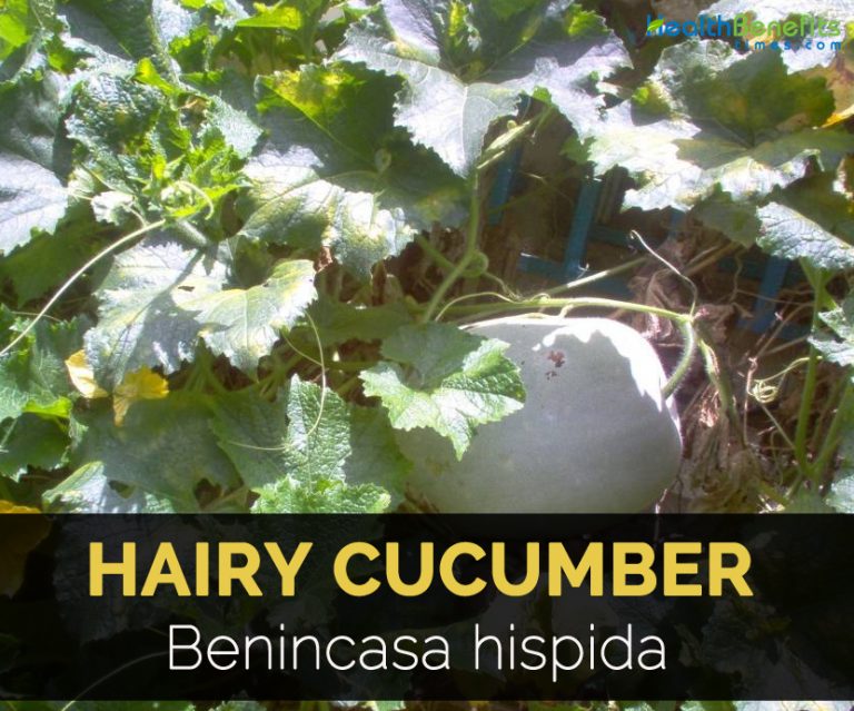 Know about Hairy Cucumber - Health Benefits