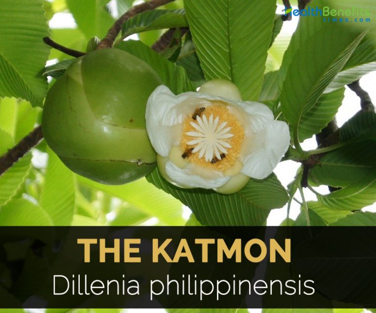 Know about the Katmon - Health Benefits