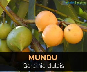 Know about the Mundu - Health Benefits