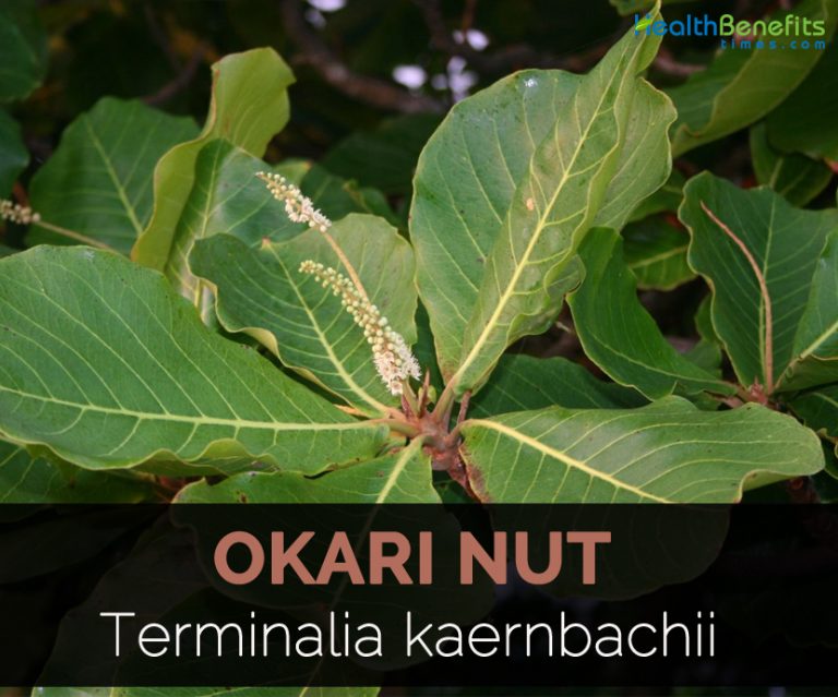 Know about the Okari Nut - Health Benefits