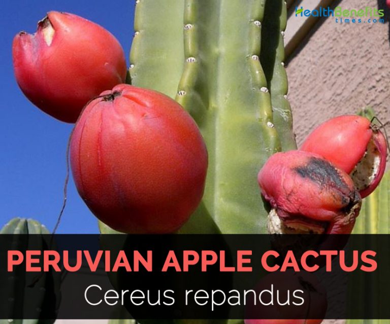 Know about the Peruvian Apple Cactus - Health Benefits