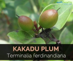 Health Benefits of Kakadu Plum - Health Benefits
