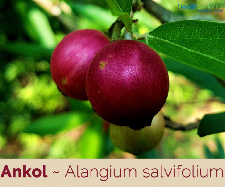 Facts about Ankol - Health Benefits
