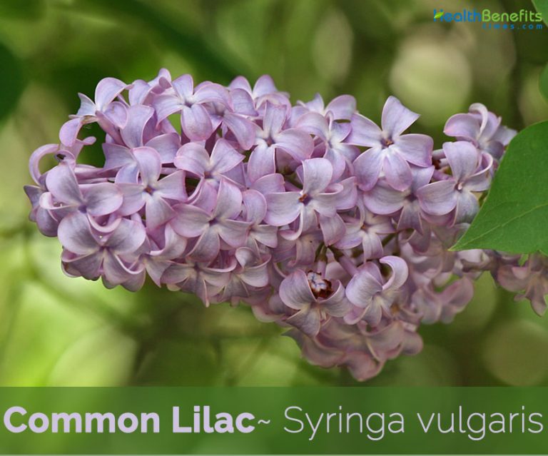 Facts about Common Lilac - Health Benefits