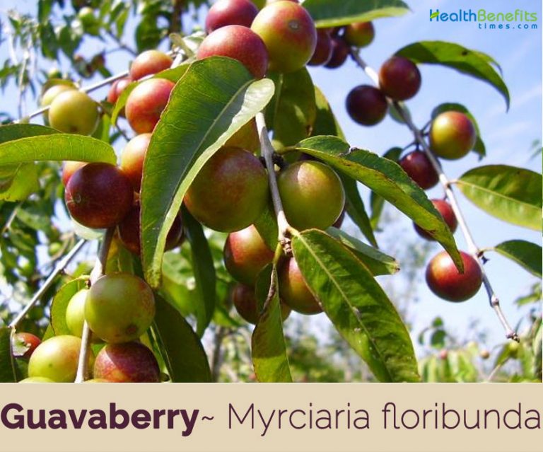 Facts about Guavaberry - Health Benefits