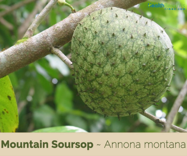 Facts about Mountain Soursop - Health Benefits