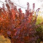 Facts about Smoke Tree - Health Benefits