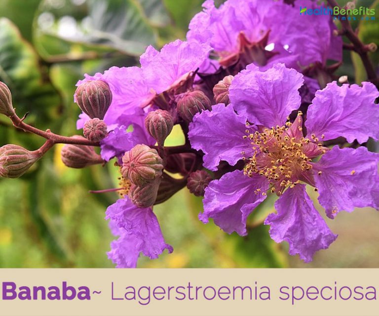 Health benefits of Banaba - Health Benefits