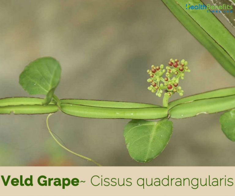 Health benefits of Veld Grape - Health Benefits