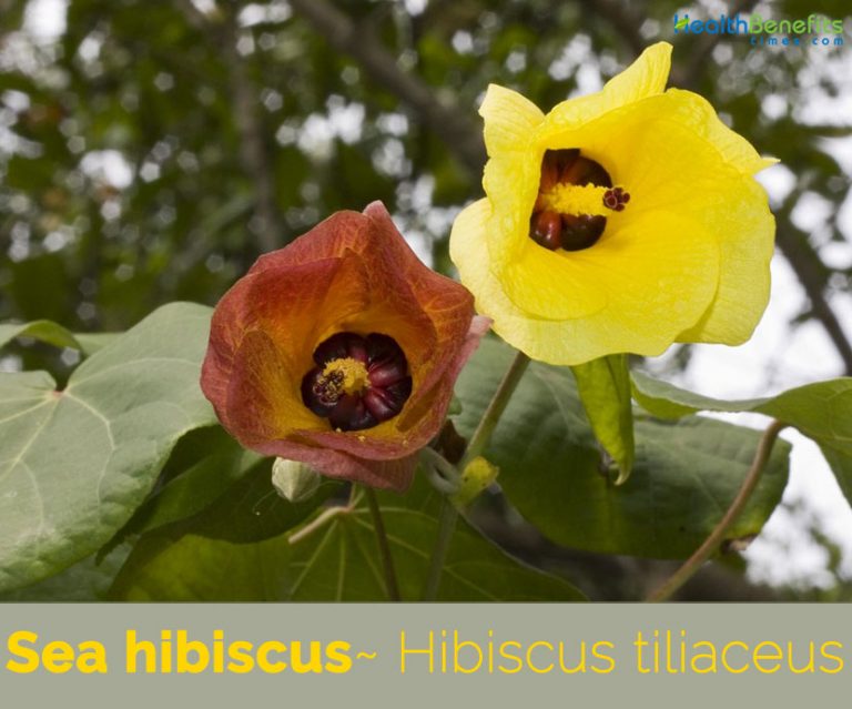 Know about Sea Hibiscus - Health Benefits