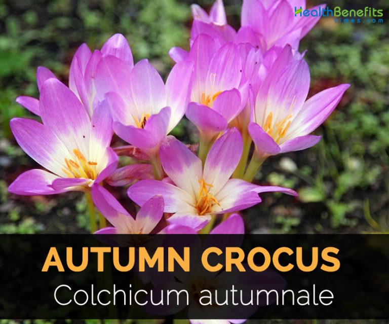 Health Benefits of Autumn Crocus - Health Benefits