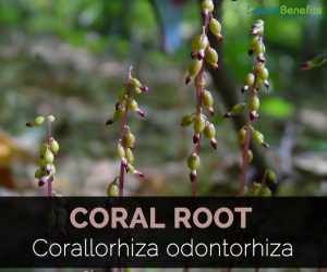 Health Benefits of Coral Root - Health Benefits