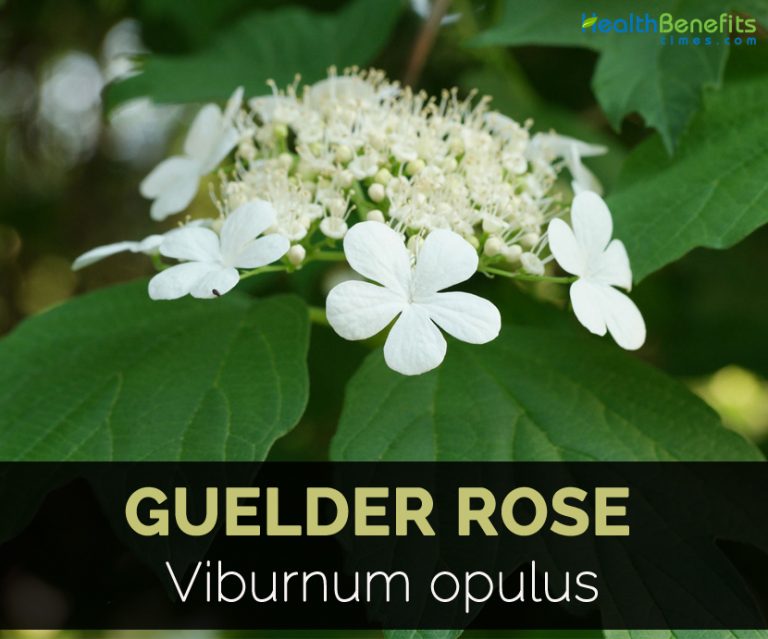 Health Benefits of Guelder Rose - Health Benefits