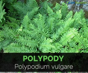 Health Benefits of Polypody - Health Benefits