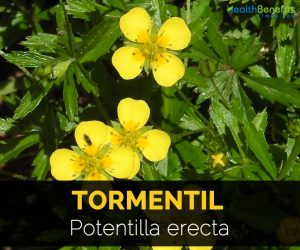 Health Benefits of Tormentil - Health Benefits