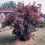 Facts about Smoke Tree - Health Benefits