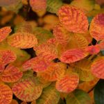 Facts about Smoke Tree - Health Benefits