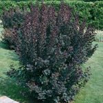 Facts about Smoke Tree - Health Benefits