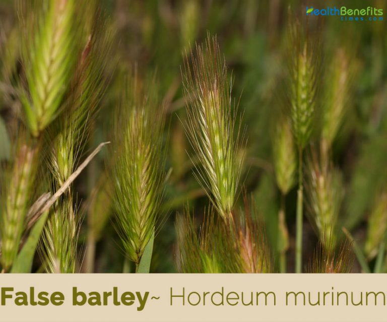 Facts about False Barley - Health Benefits