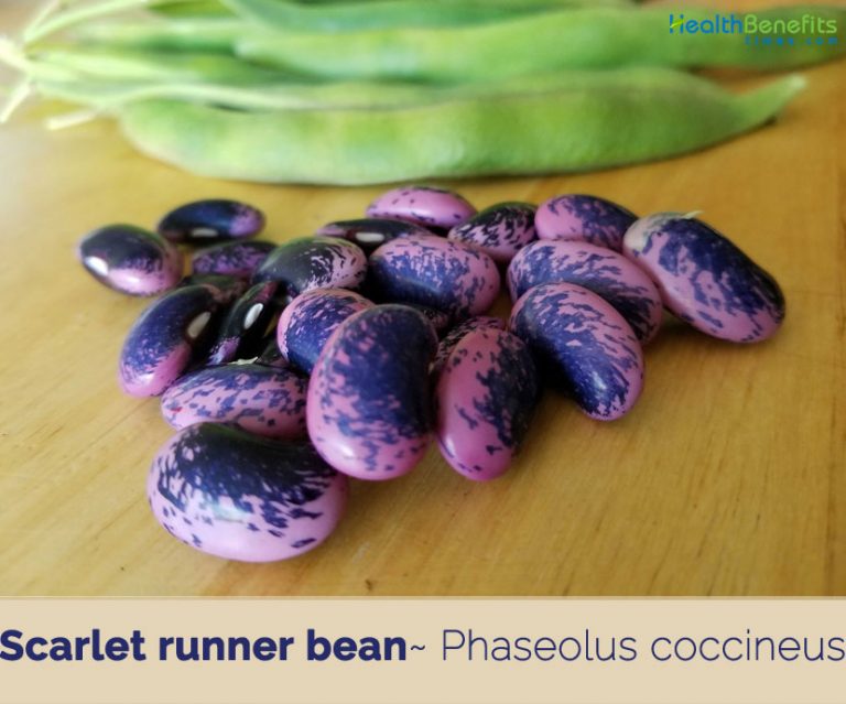 Facts about Scarlet Runner Beans - Health Benefits