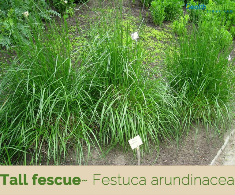Facts about Tall Fescue - Health Benefits