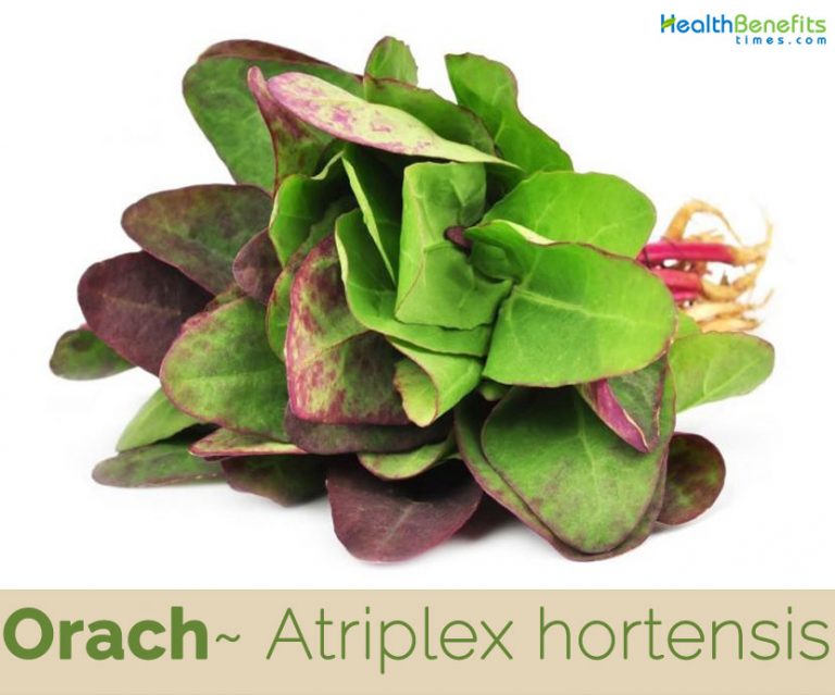 Health benefits of Orach - Health Benefits