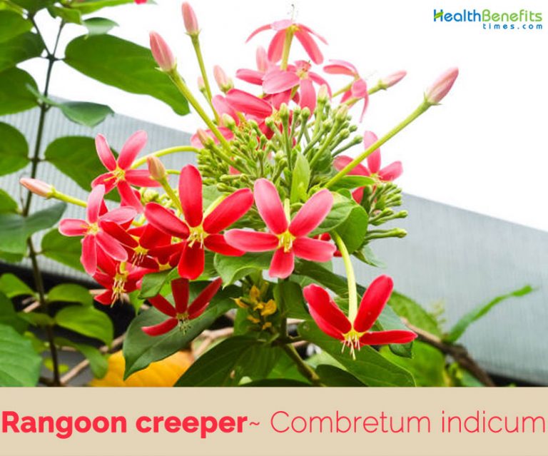 Health benefits of Rangoon Creeper - Health Benefits
