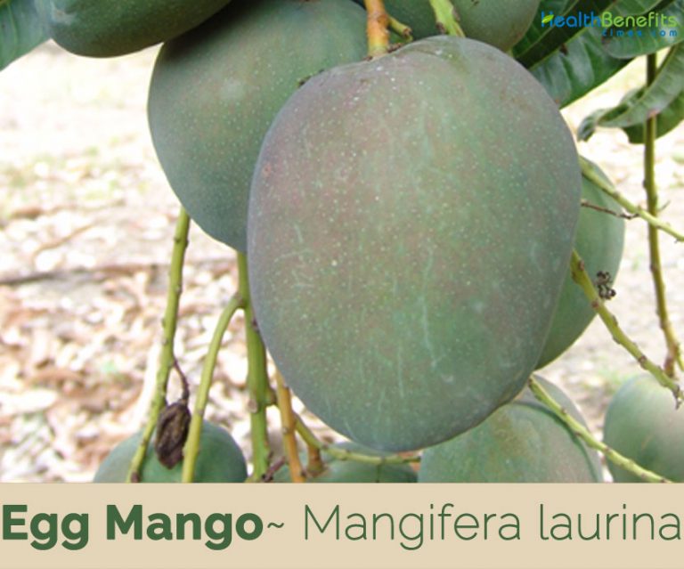 Know about Egg Mango - Health Benefits