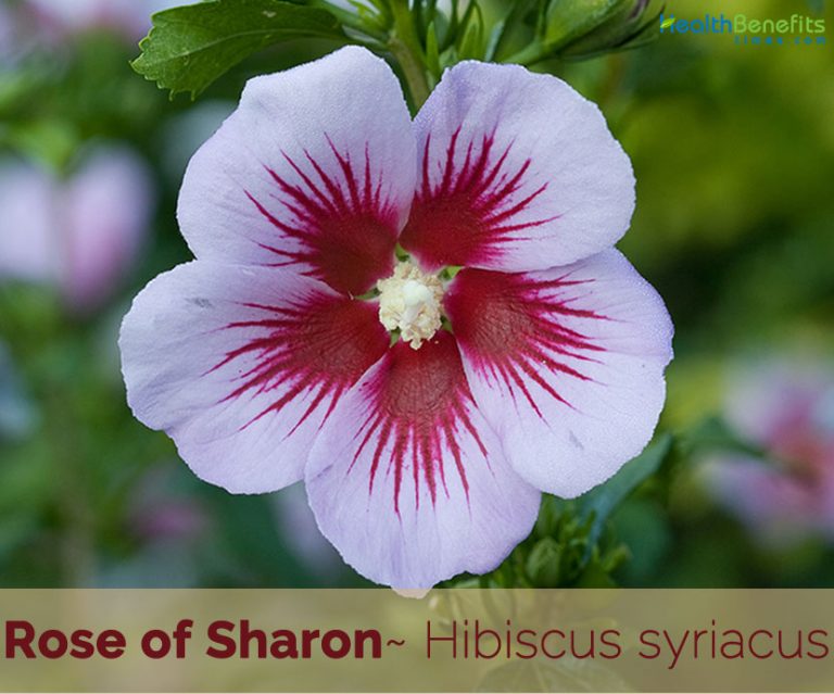Know about Rose of Sharon - Health Benefits