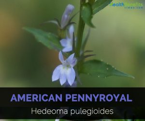 Benefits and uses of American pennyroyal - Health Benefits