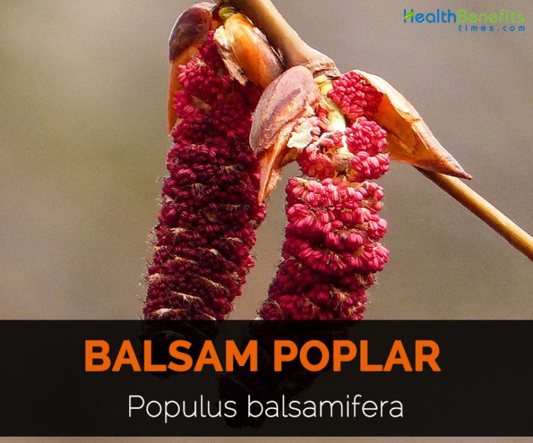 Health Benefits of Balsam poplar - Health Benefits