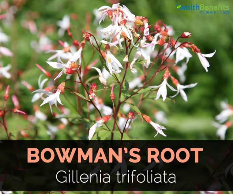 Medicinal benefits of Bowman's Root - Health Benefits