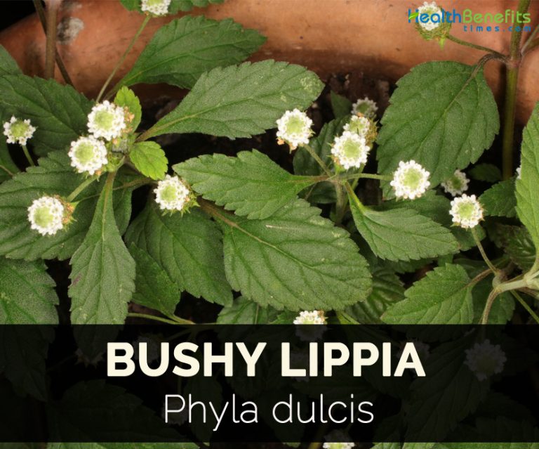 Health Benefits of Bushy Lippia - Health Benefits