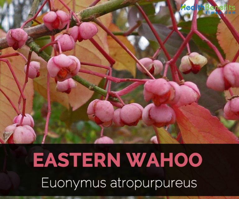 Learn about Eastern Wahoo - Health Benefits