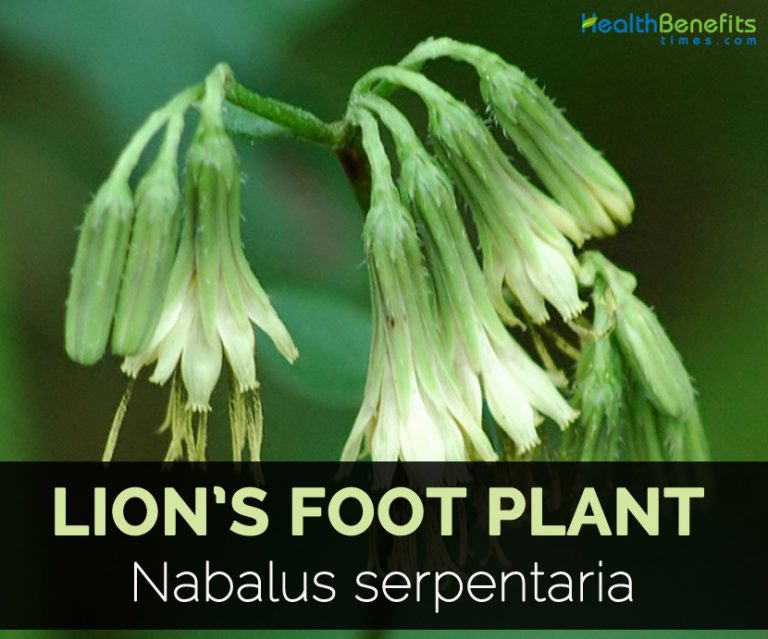 Health Benefits of Lion's Foot Plant - Health Benefits