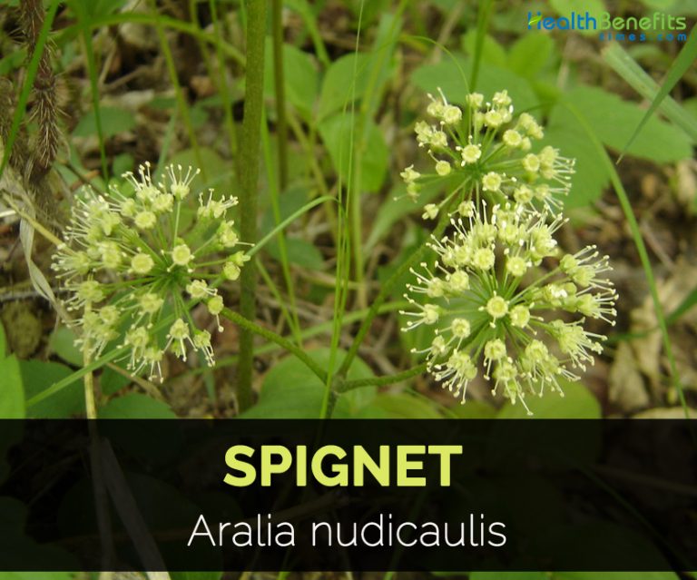 Learn about Spignet - Health Benefits