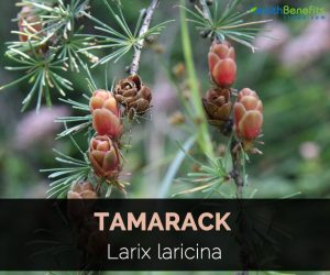 Health Benefits of Tamarack - Health Benefits