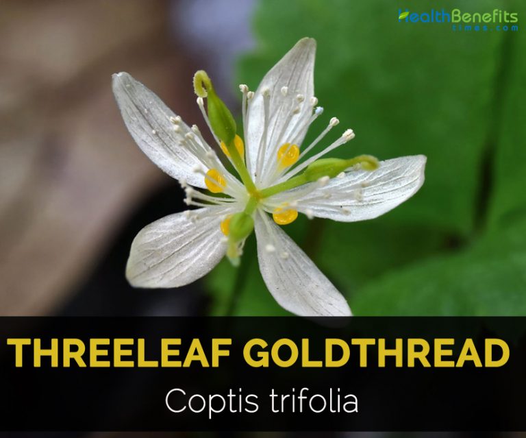 Health benefits of Threeleaf goldthread - Health Benefits
