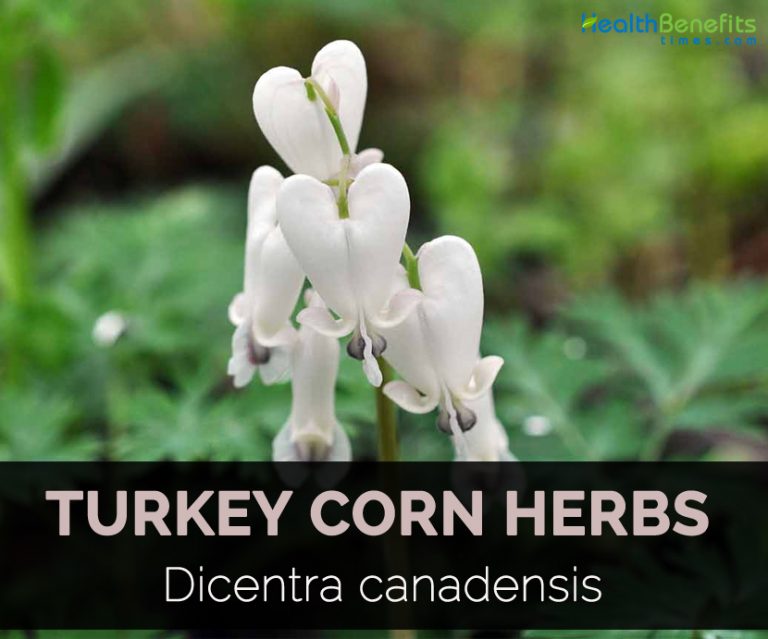 Health Benefits of Turkey Corn herbs - Health Benefits
