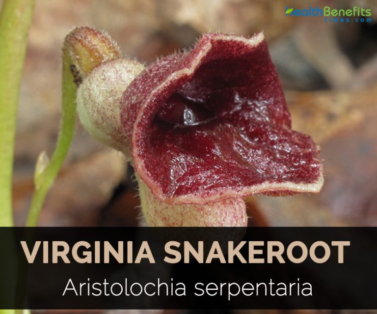 Health Benefits of Virginia Snakeroot - Health Benefits