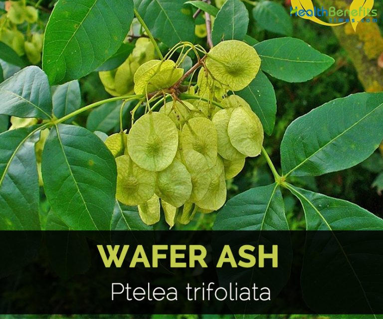 Medicinal benefits of Wafer Ash - Health Benefits