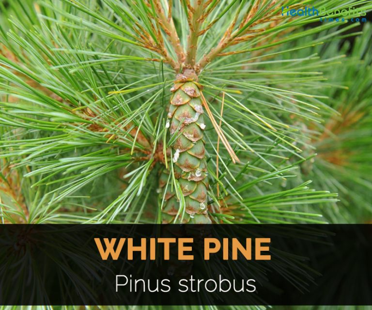 Medicinal benefits of White Pine - Health Benefits