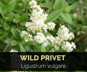 Medicinal uses of Wild Privet - Health Benefits