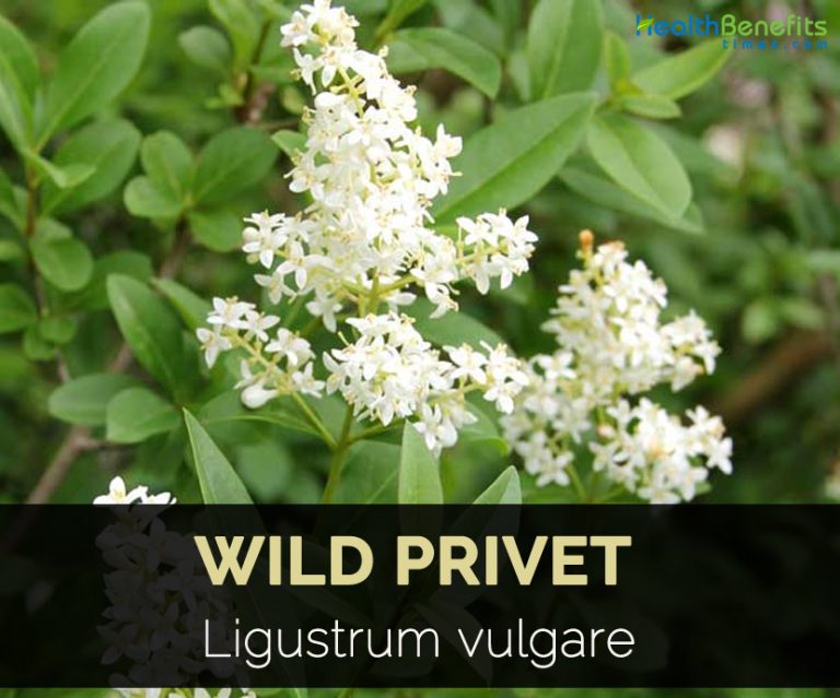 Medicinal uses of Wild Privet - Health Benefits